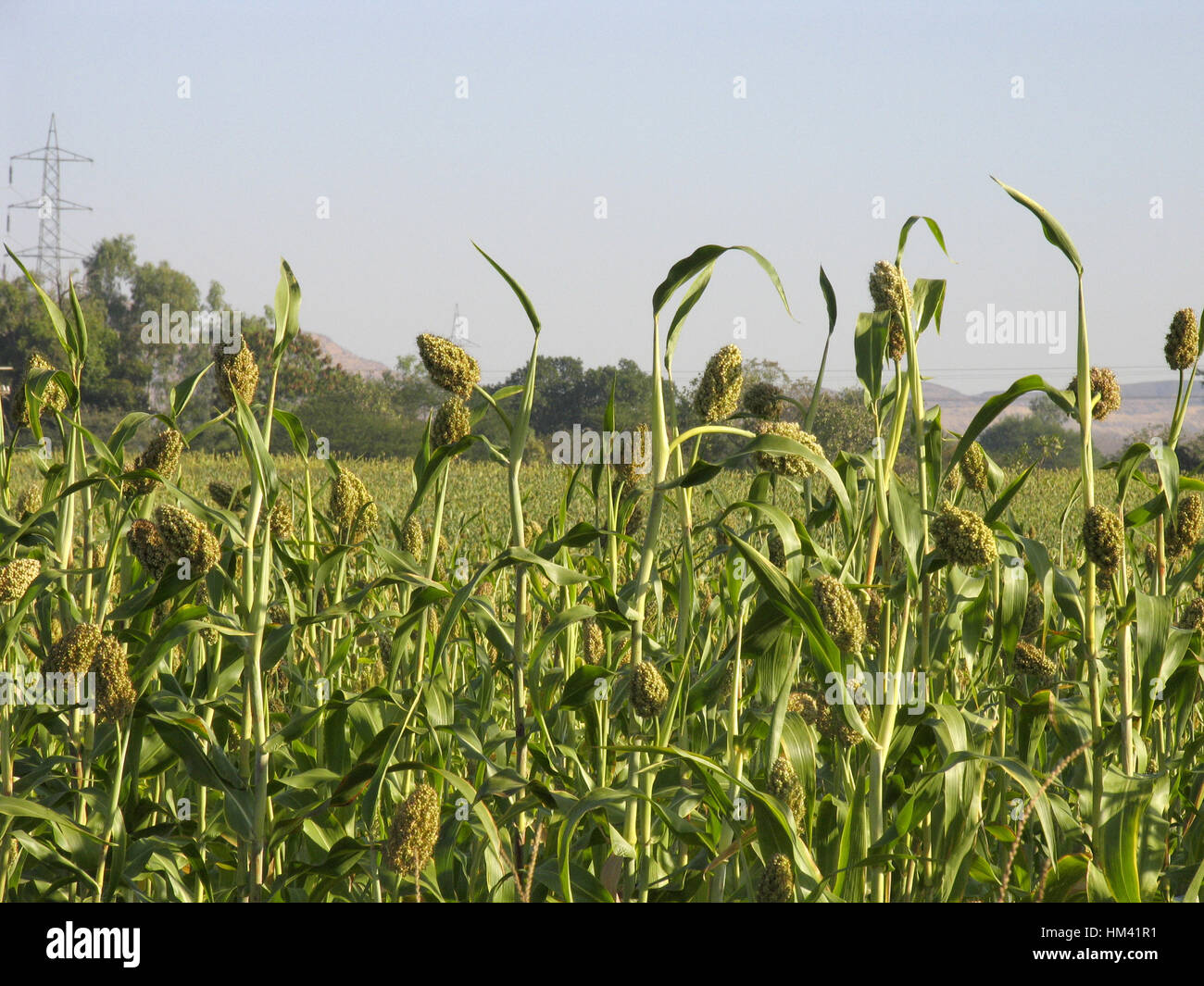 Jawar Plant High Resolution Stock Photography and Images - Alamy