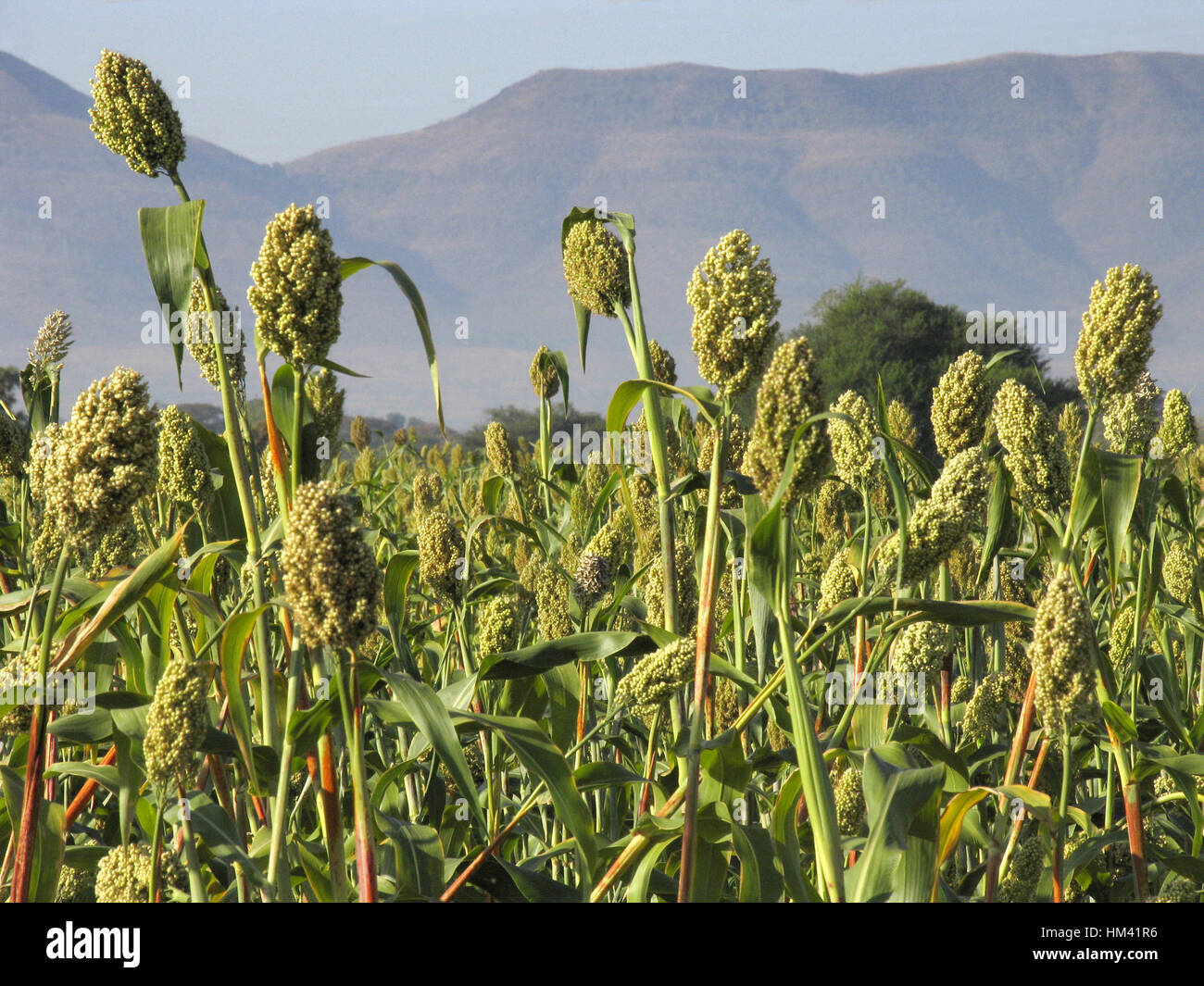 Sorghum (jawar) crop. Maharashtra, India Stock Photo - Alamy