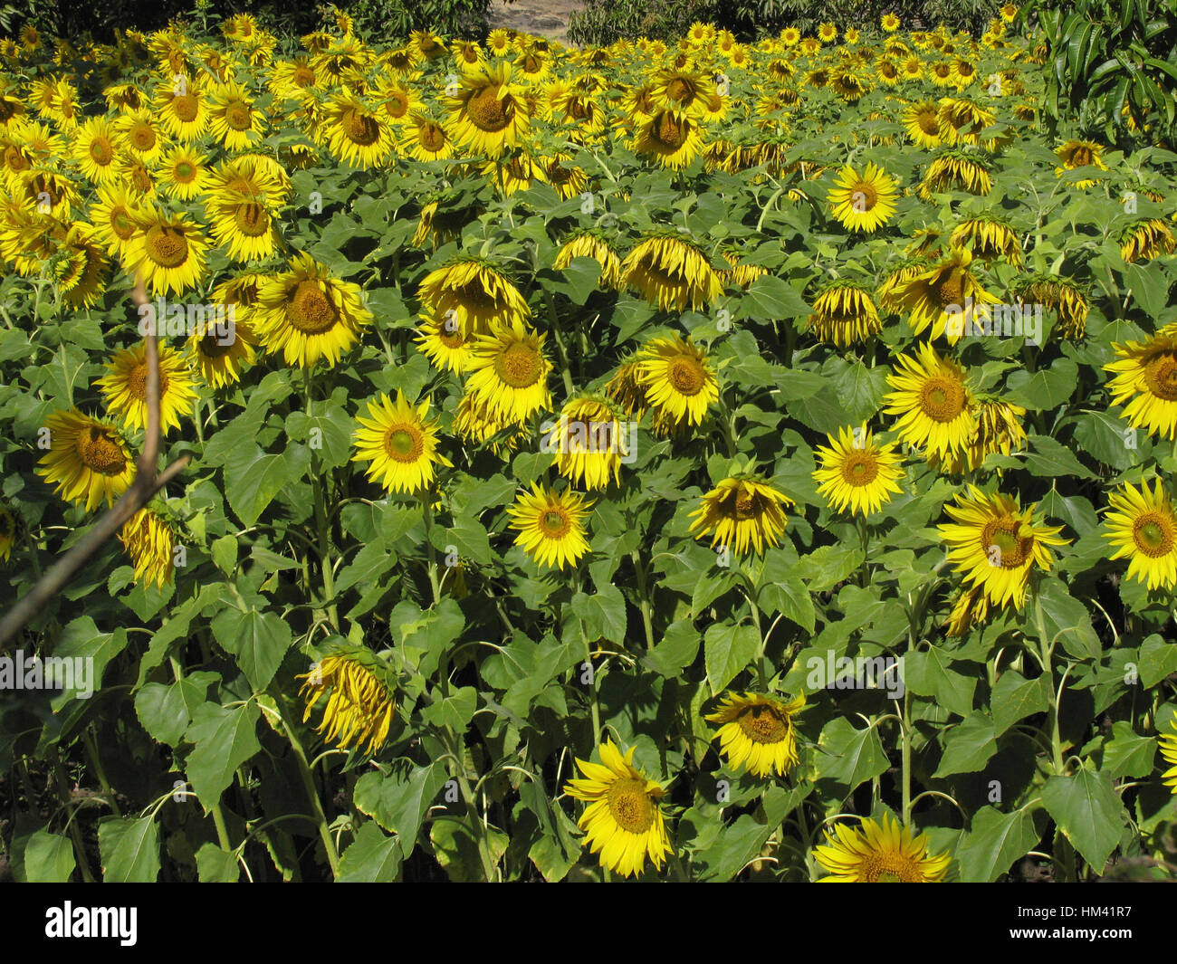 Sunflower field. Maharashtra, India Stock Photo - Alamy