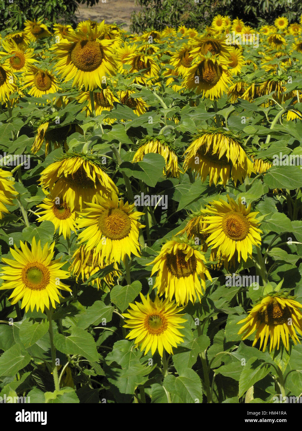 Sunflower field. Maharashtra, India Stock Photo - Alamy