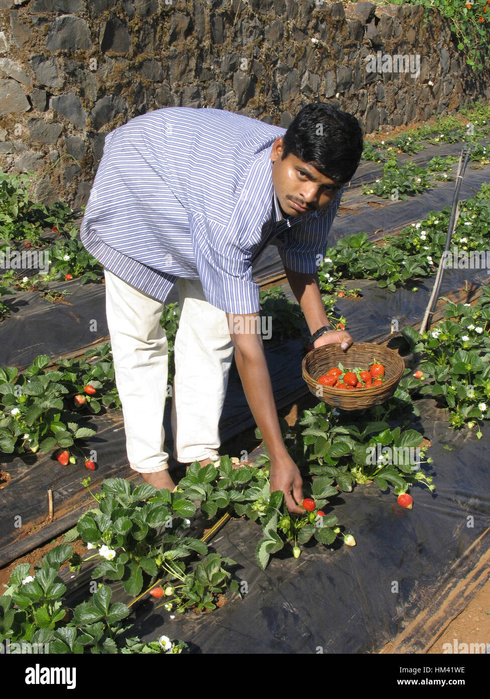 Agriculture fields in maharashtra hi-res stock photography and images ...