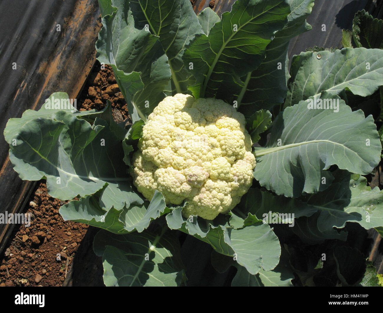 Cauliflower—Brassica oleracea var. botrytis. Common vegetable in India ...
