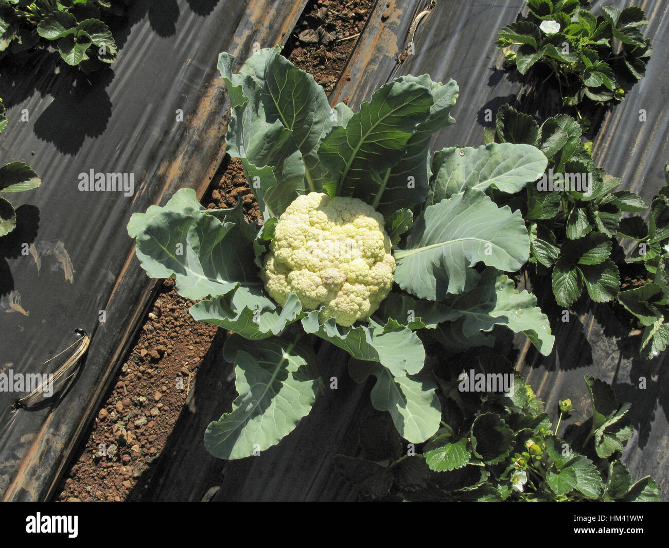 Cauliflower—Brassica oleracea var. botrytis. Common vegetable in India ...