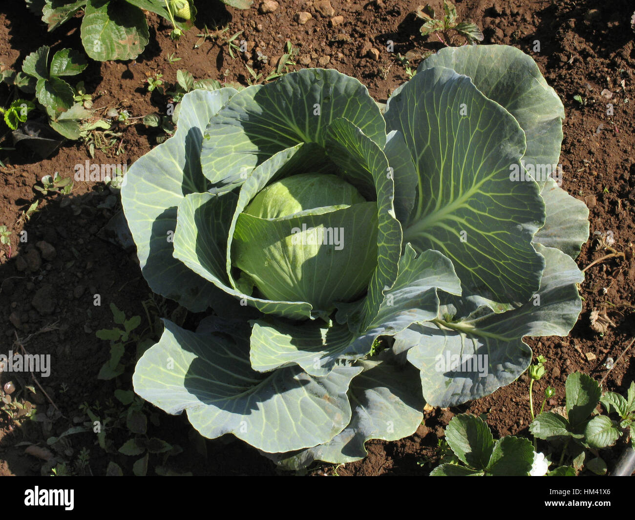 Cabbage—Brassica oleracea var. capitata. Most common vegetable in India ...