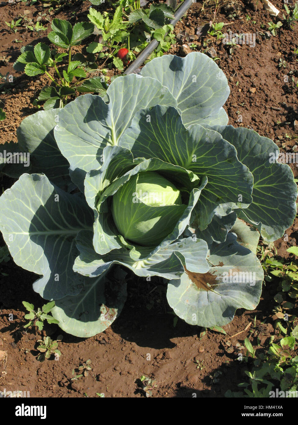 Cabbage—Brassica oleracea var. capitata. Most common vegetable in India ...