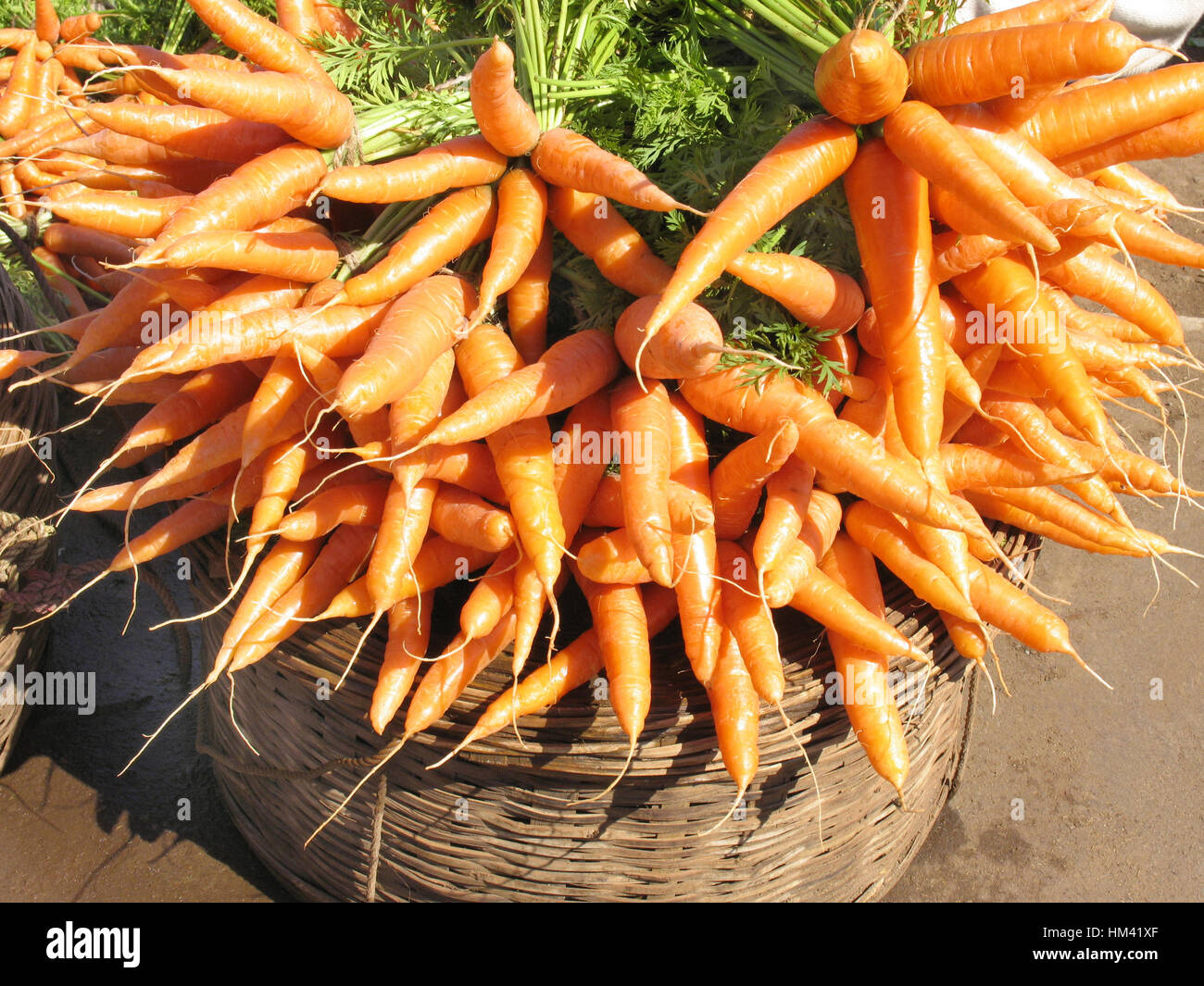 Carrot - Daucus carota var. mativue - Most common vegetable ...