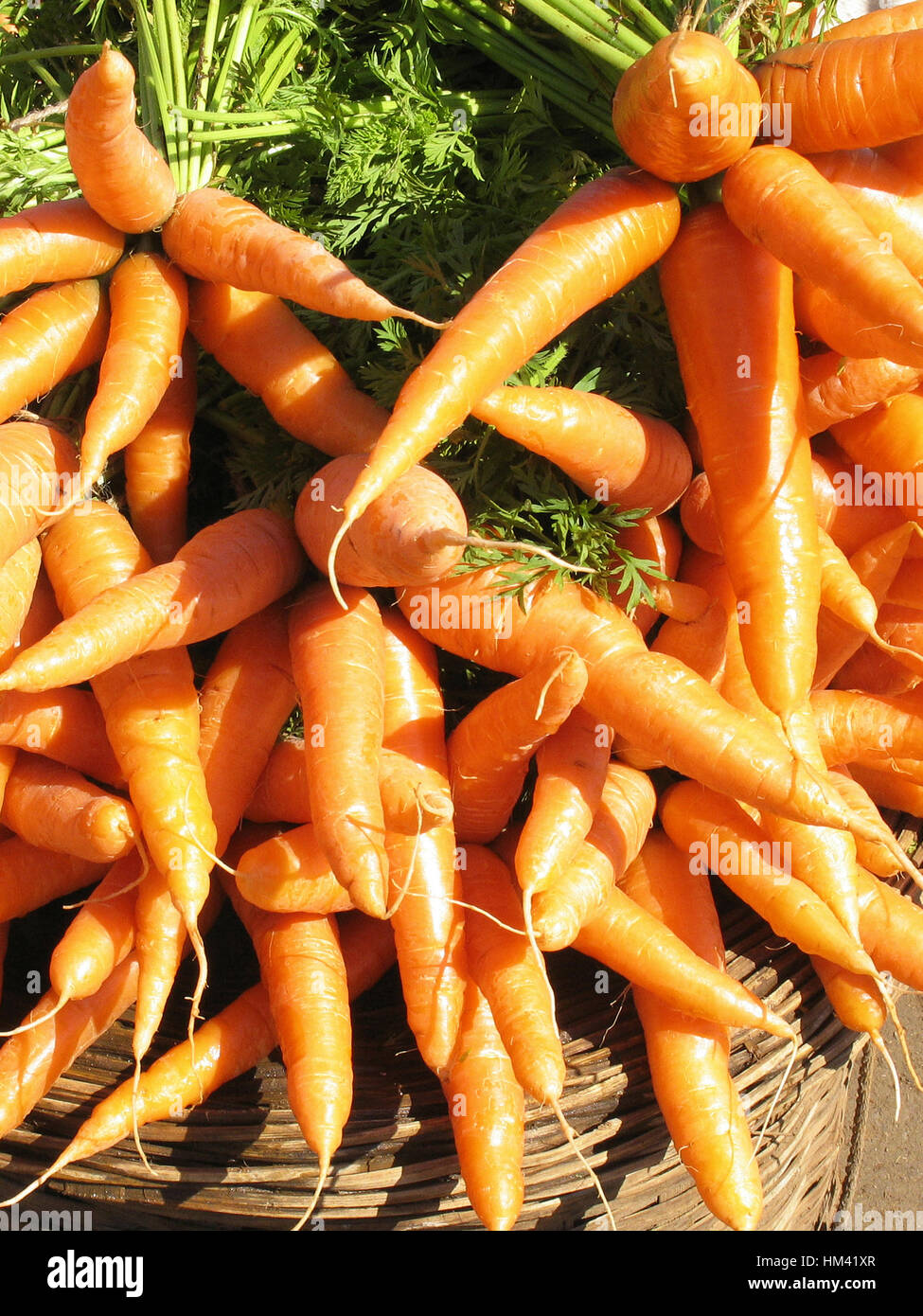 Carrot - Daucus carota var. mativue - Most common vegetable ...