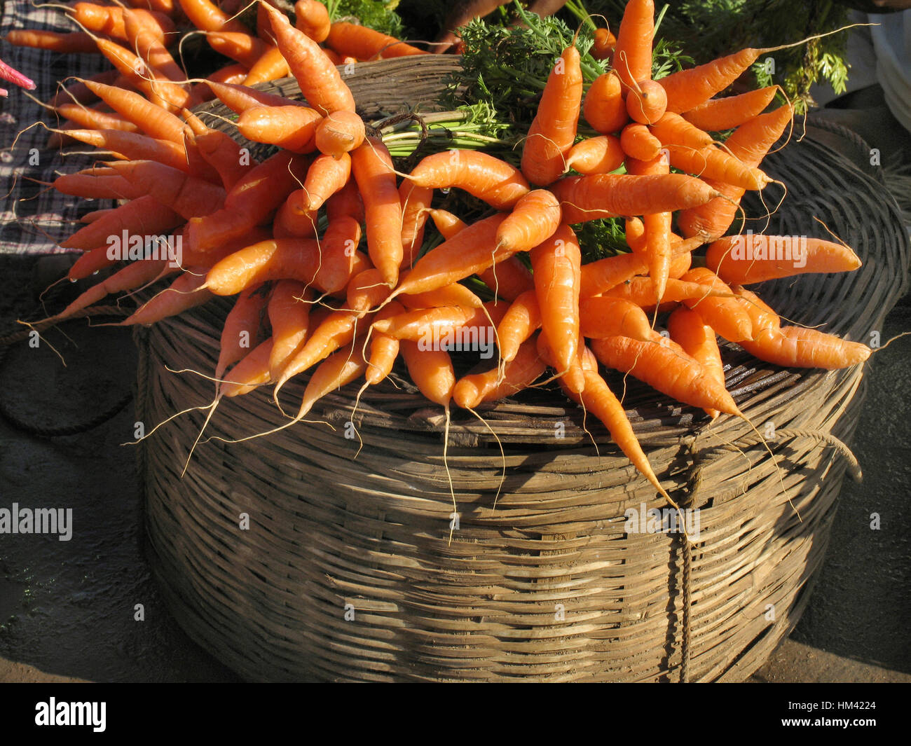 Carrot - Daucus carota var. mativue - Most common vegetable ...