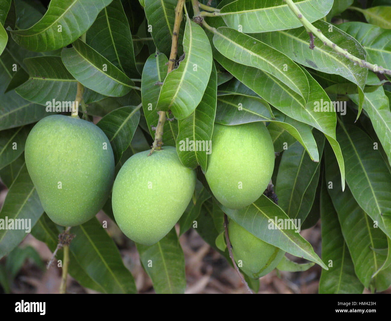 Three fruits hang hi-res stock photography and images - Alamy