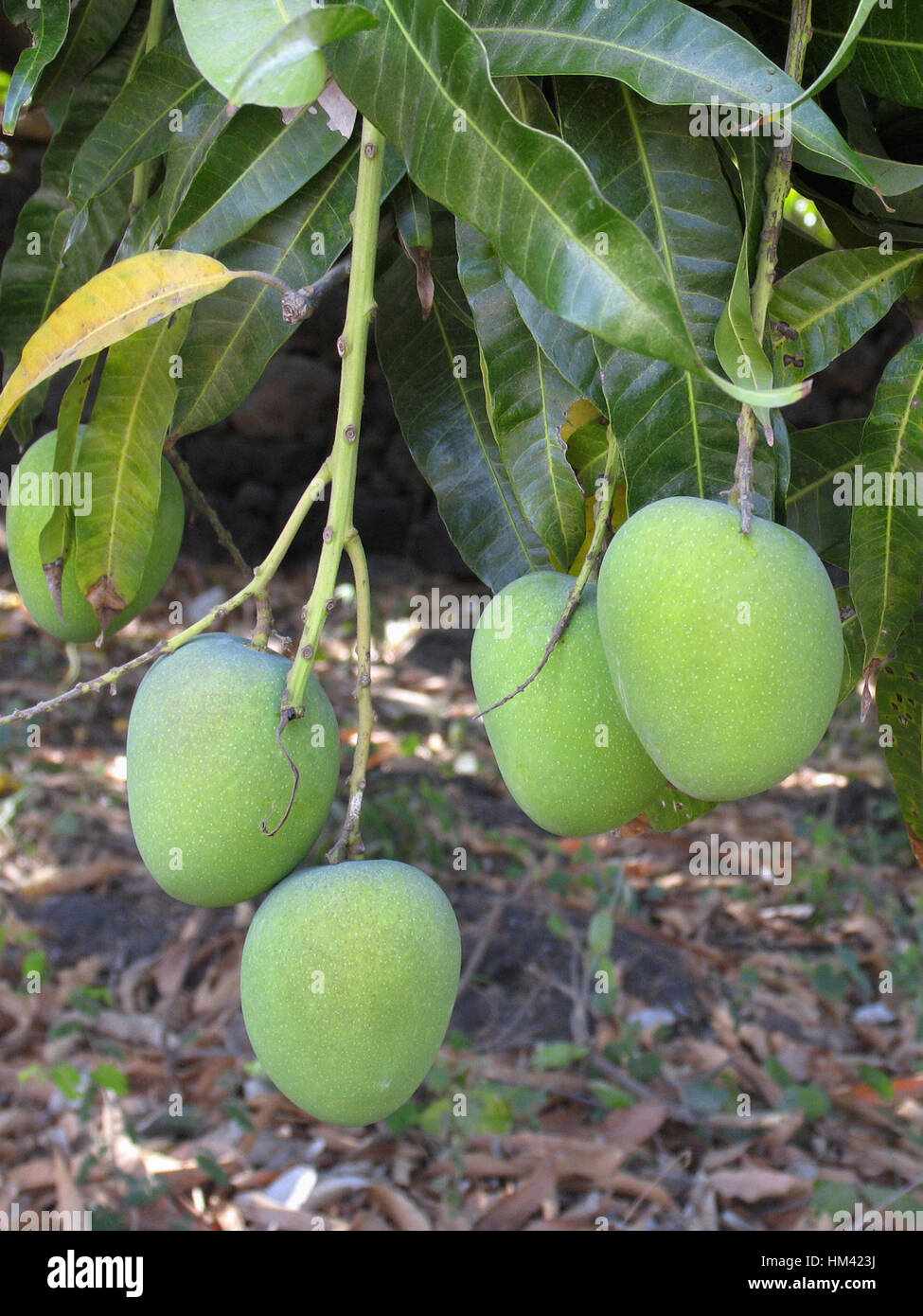 Mango tree india hi-res stock photography and images - Alamy