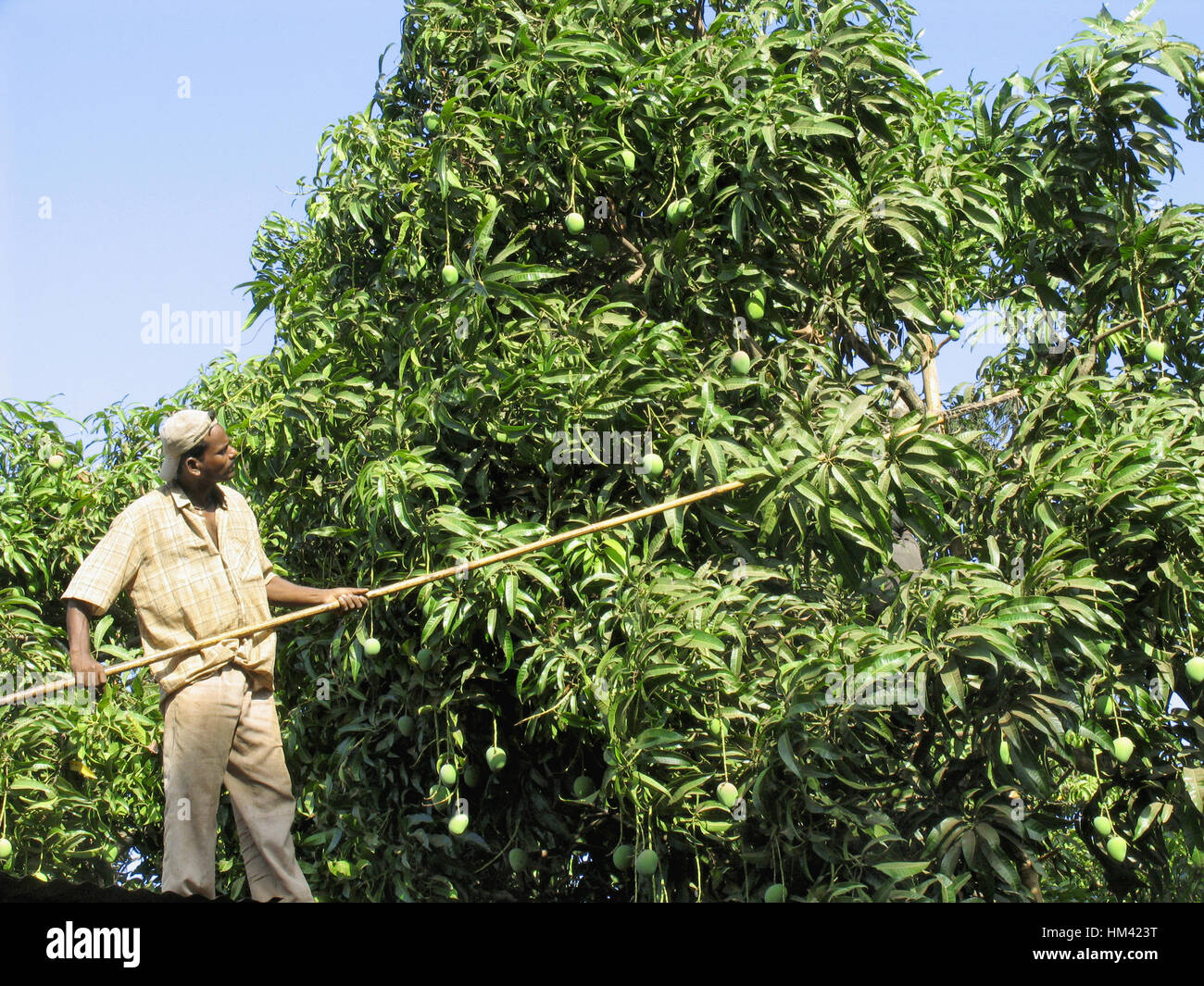 A man on top of a tree plucking mangoes with a long bamboo stick Stock ...