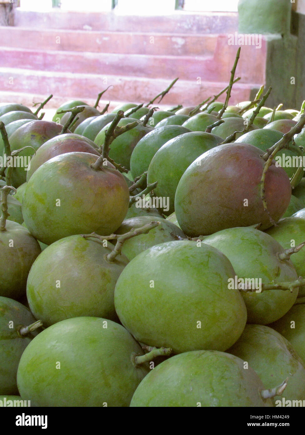 Mango mangifera indica close up fruit hi-res stock photography and ...