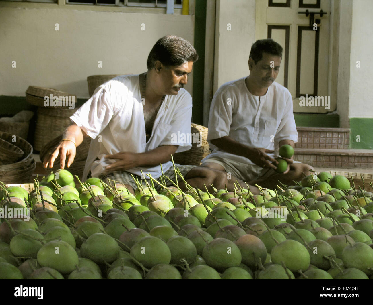 Two persons arranging mangoes Stock Photo - Alamy
