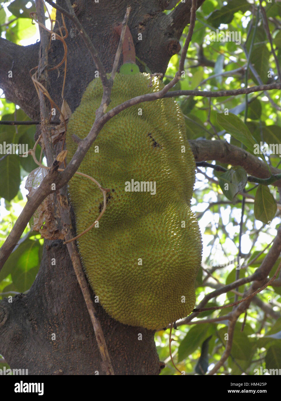 Jackfruit leave hi-res stock photography and images - Alamy