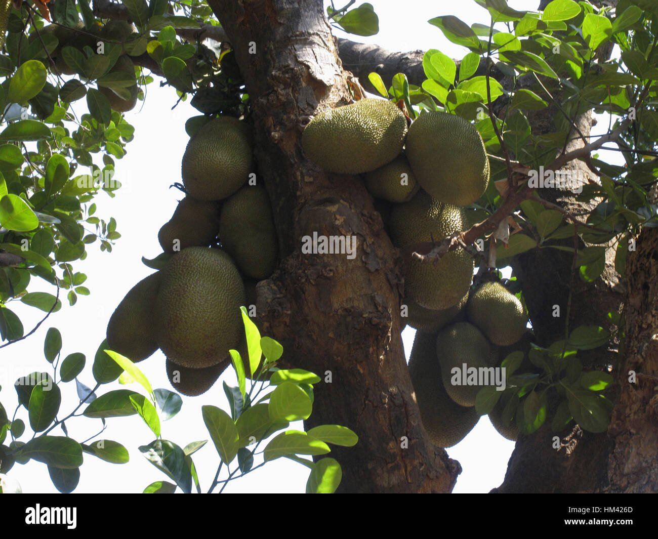 Konkani hi-res stock photography and images - Alamy