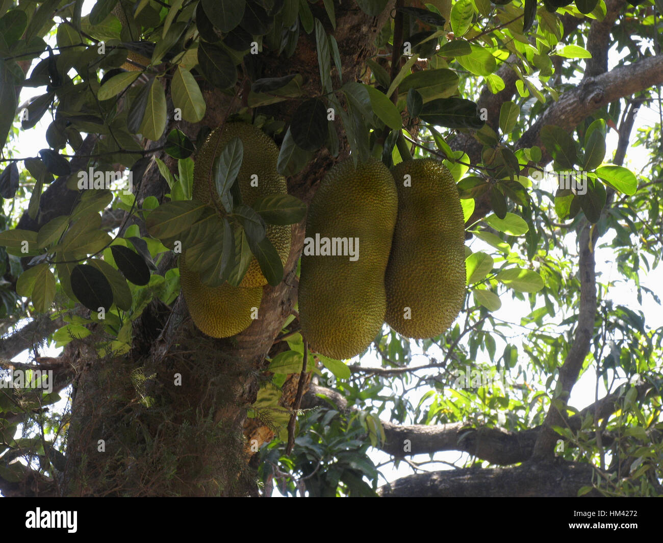 Konkani mewa hi-res stock photography and images - Alamy