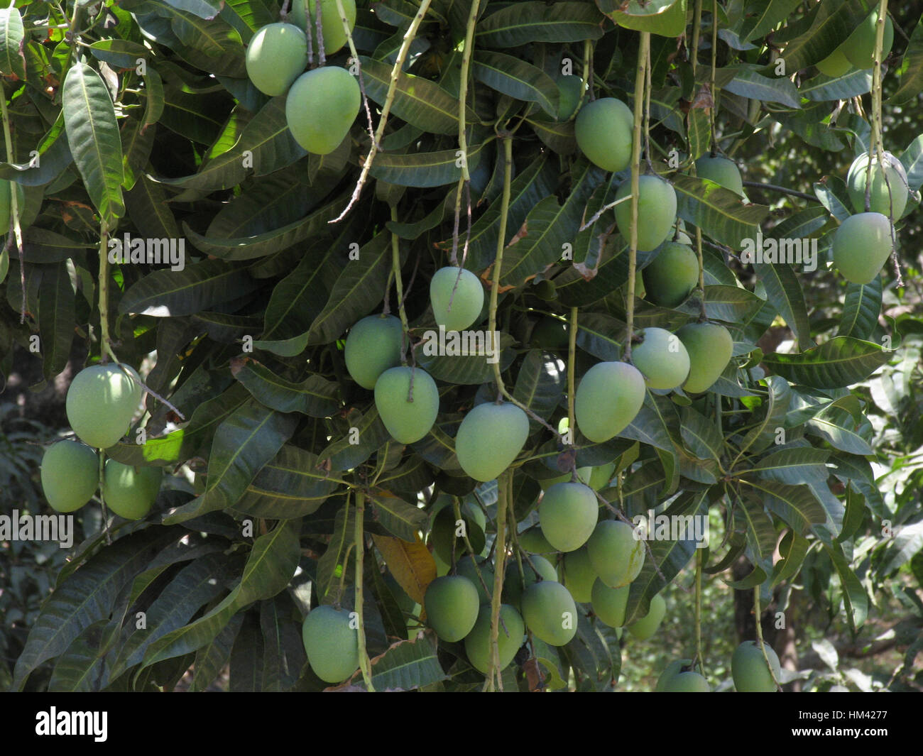 Green mangoes hanging on tree Stock Photo - Alamy