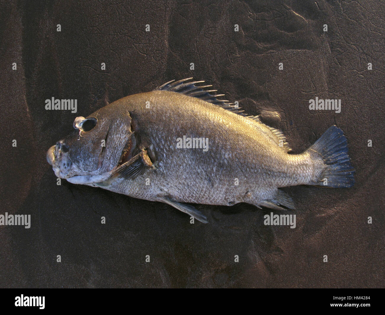 Dead animal skin hi-res stock photography and images - Alamy