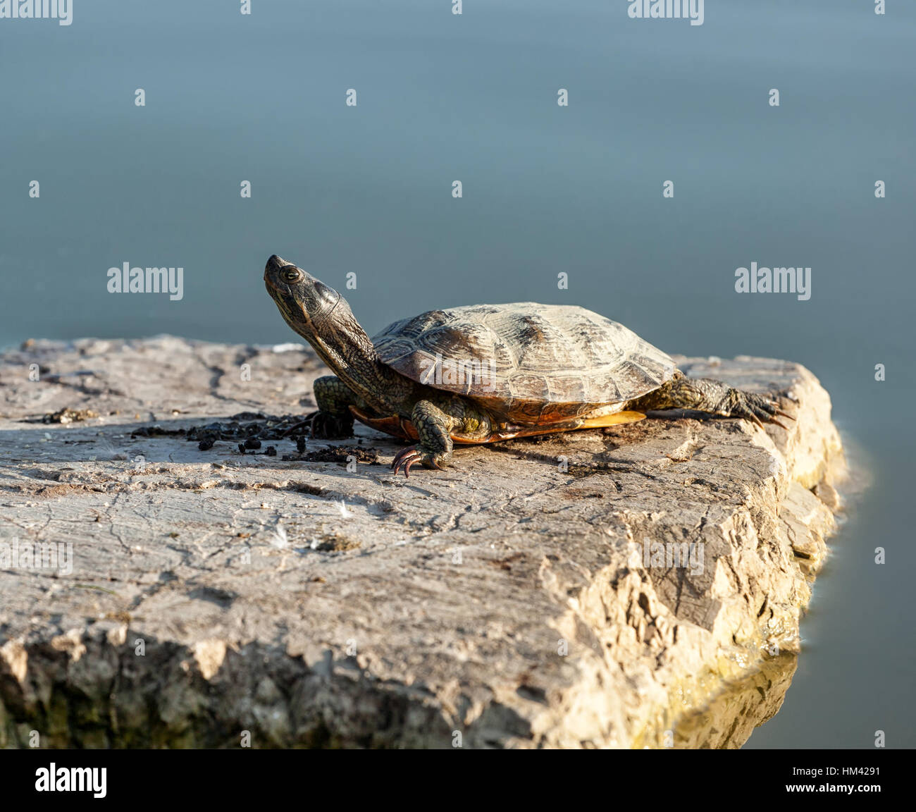 Turtle on a rock in the water of the lake Stock Photo - Alamy