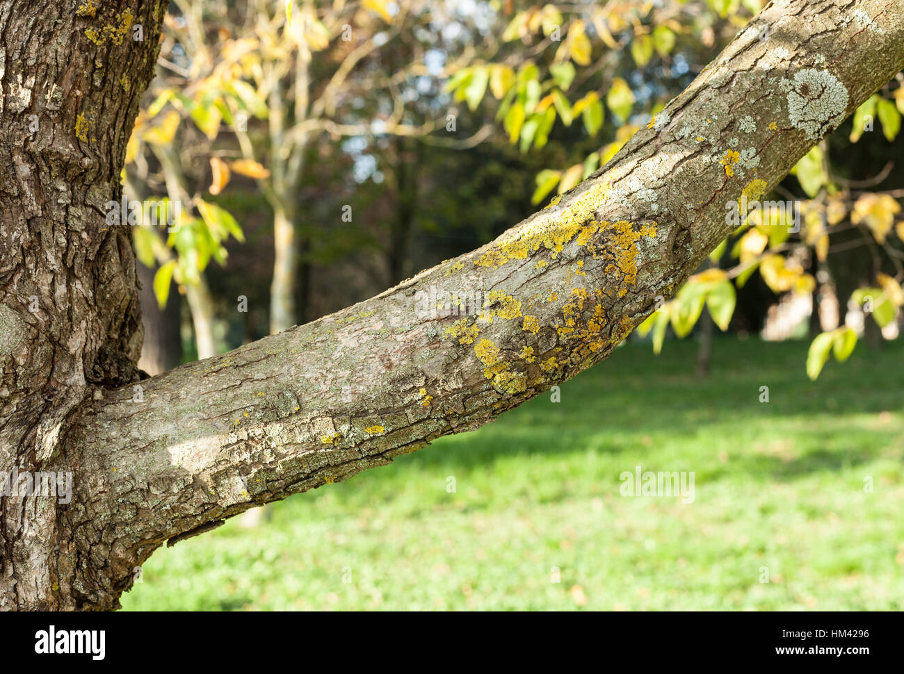 Horizontal branch of a tree with natural background Stock Photo - Alamy
