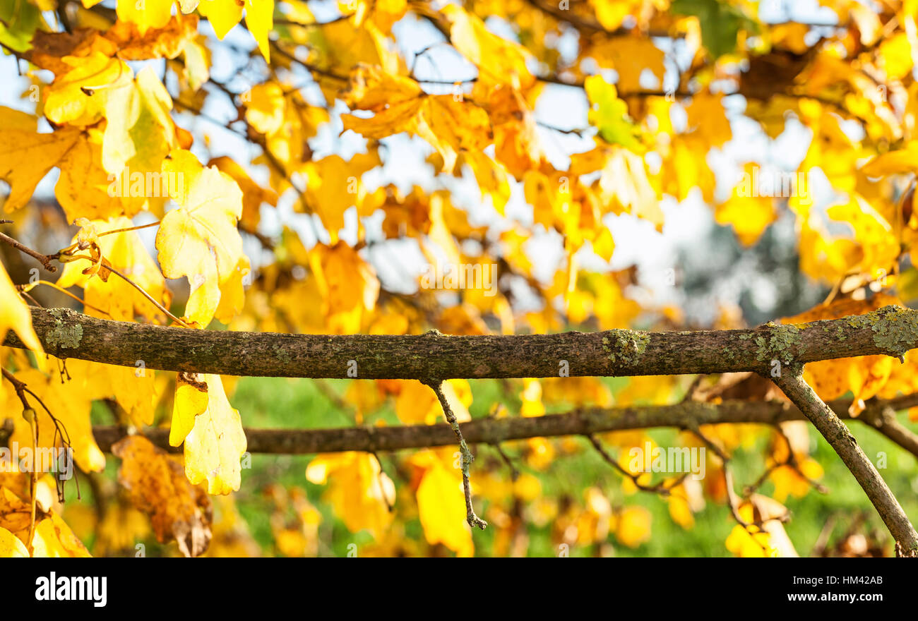 Horizontal branch of a tree with natural background Stock Photo - Alamy