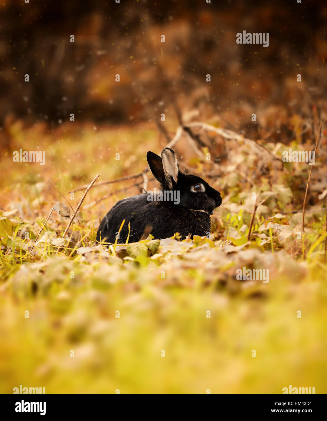 Rabbit season hi-res stock photography and images - Alamy