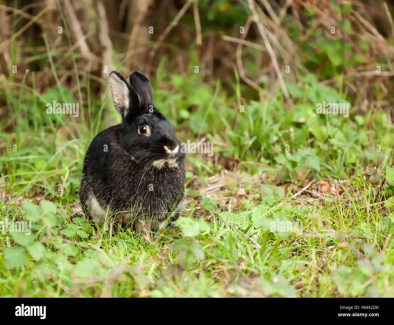Nice black rabbit photographed in the forest Stock Photo - Alamy