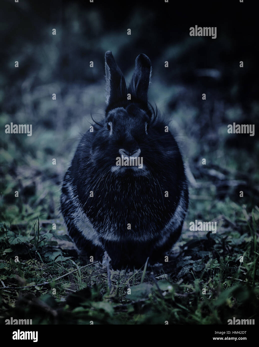 Nice black rabbit photographed at night in the forest Stock Photo - Alamy