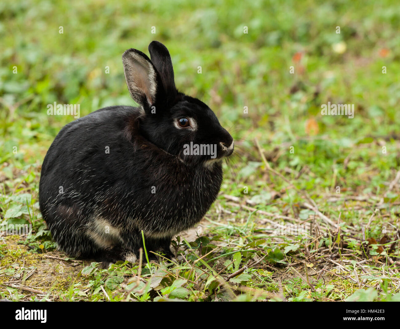 Nice black rabbit photographed in the forest Stock Photo - Alamy