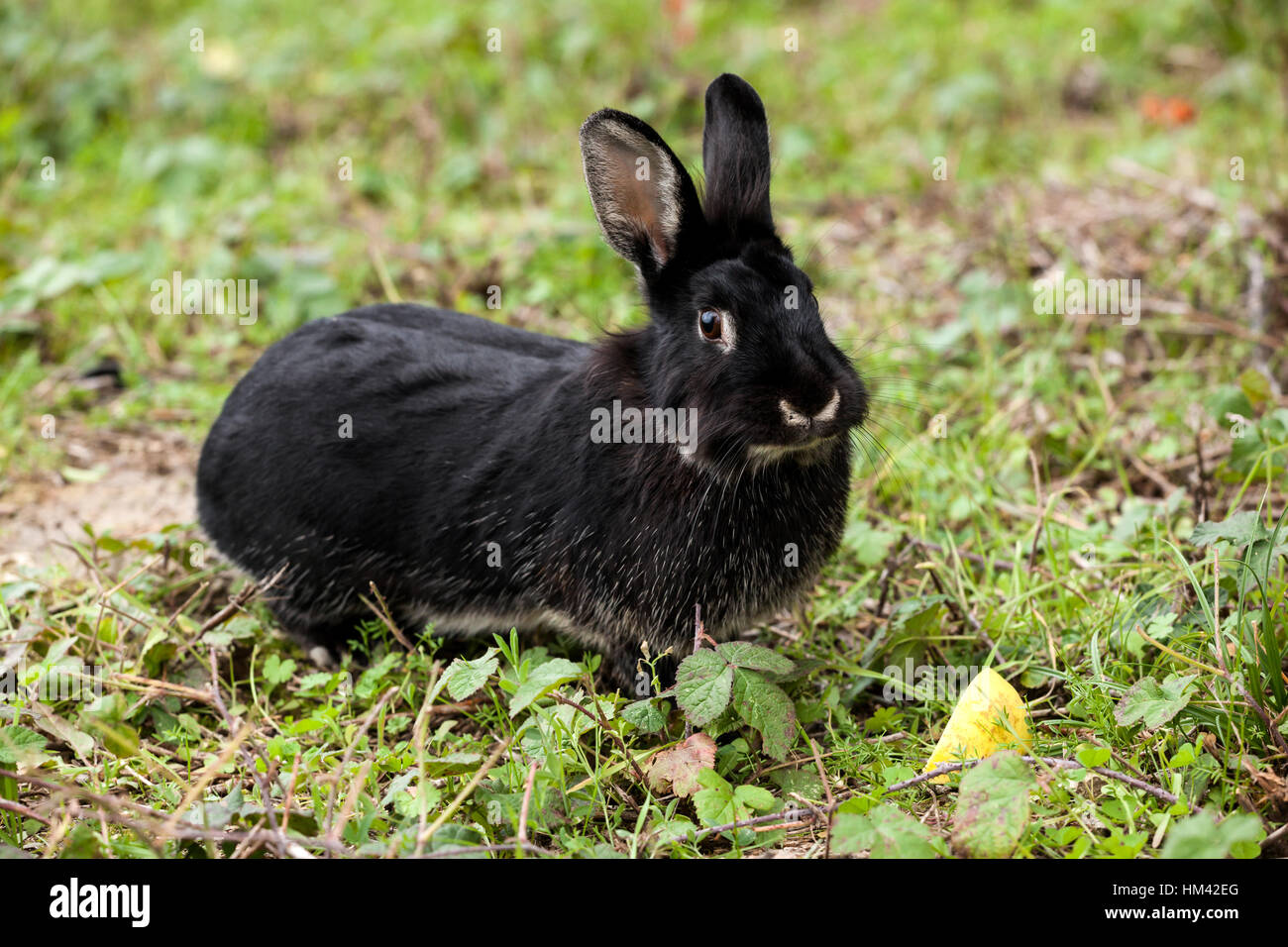 Nice black rabbit running in the forest Stock Photo - Alamy
