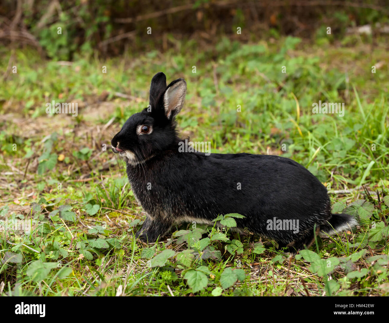 Rabbit running in forest hi-res stock photography and images - Alamy