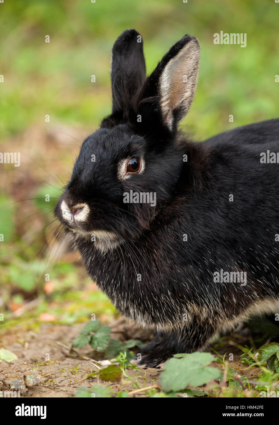 Nice black rabbit photographed in the forest Stock Photo - Alamy