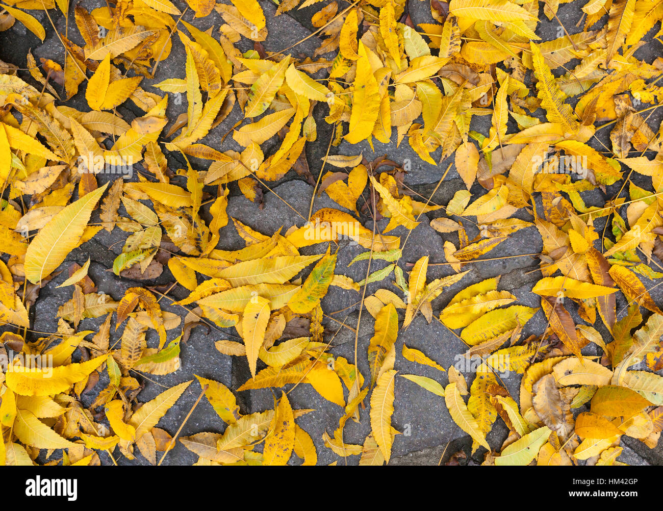 Top view of yellow fallen leaves background Stock Photo - Alamy