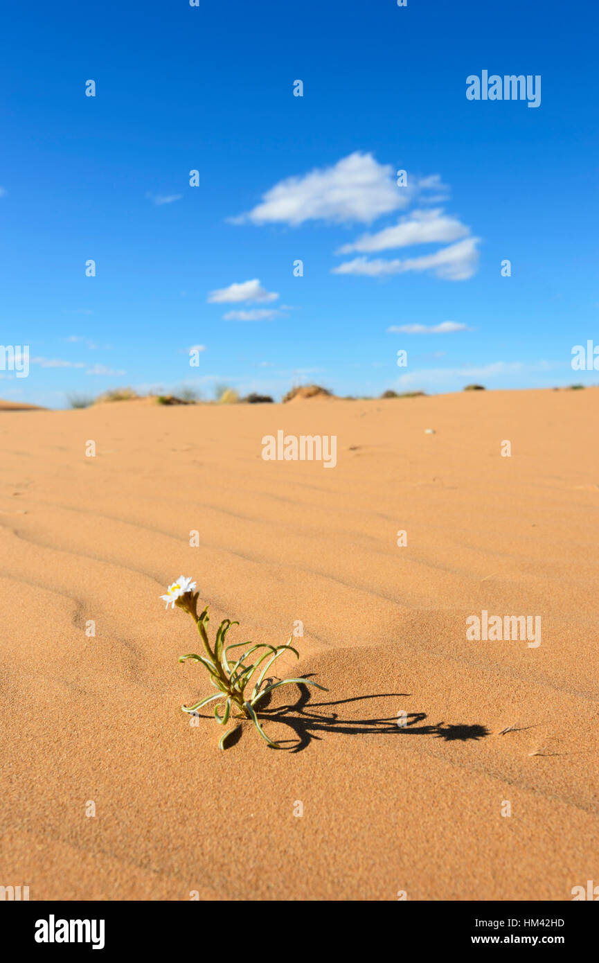 Single Wildflower growing at Perry Sandhills, near Wentworth, New South ...