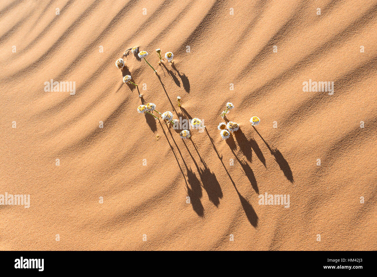 Wildflowers growing perry sandhills near hi-res stock photography and ...