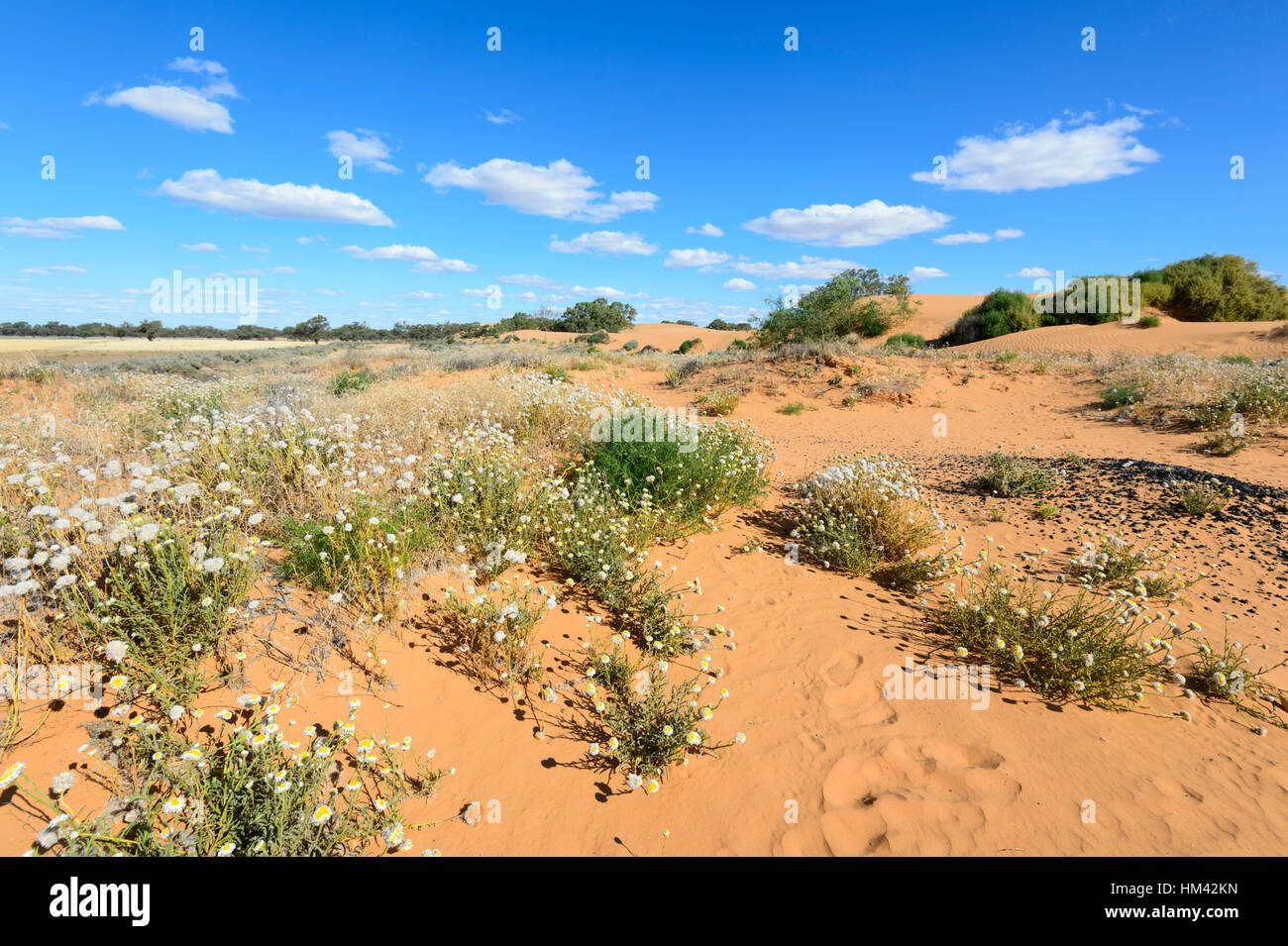 Wildflowers growing at Perry Sandhills, near Wentworth, New South Wales ...
