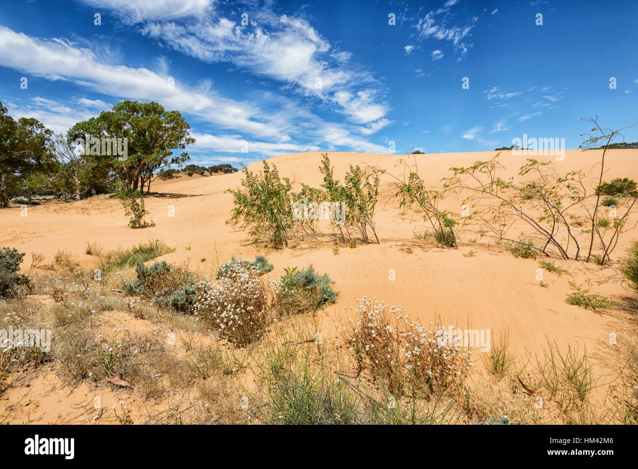 Wildflowers and Vegetation growing in the sand at Perry Sandhills, near ...