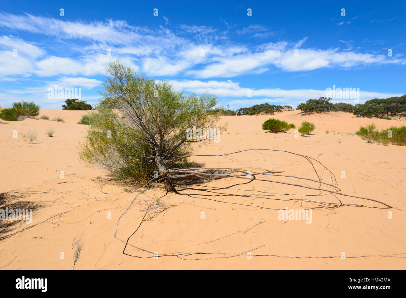 Desert plant roots australia hi-res stock photography and images - Alamy