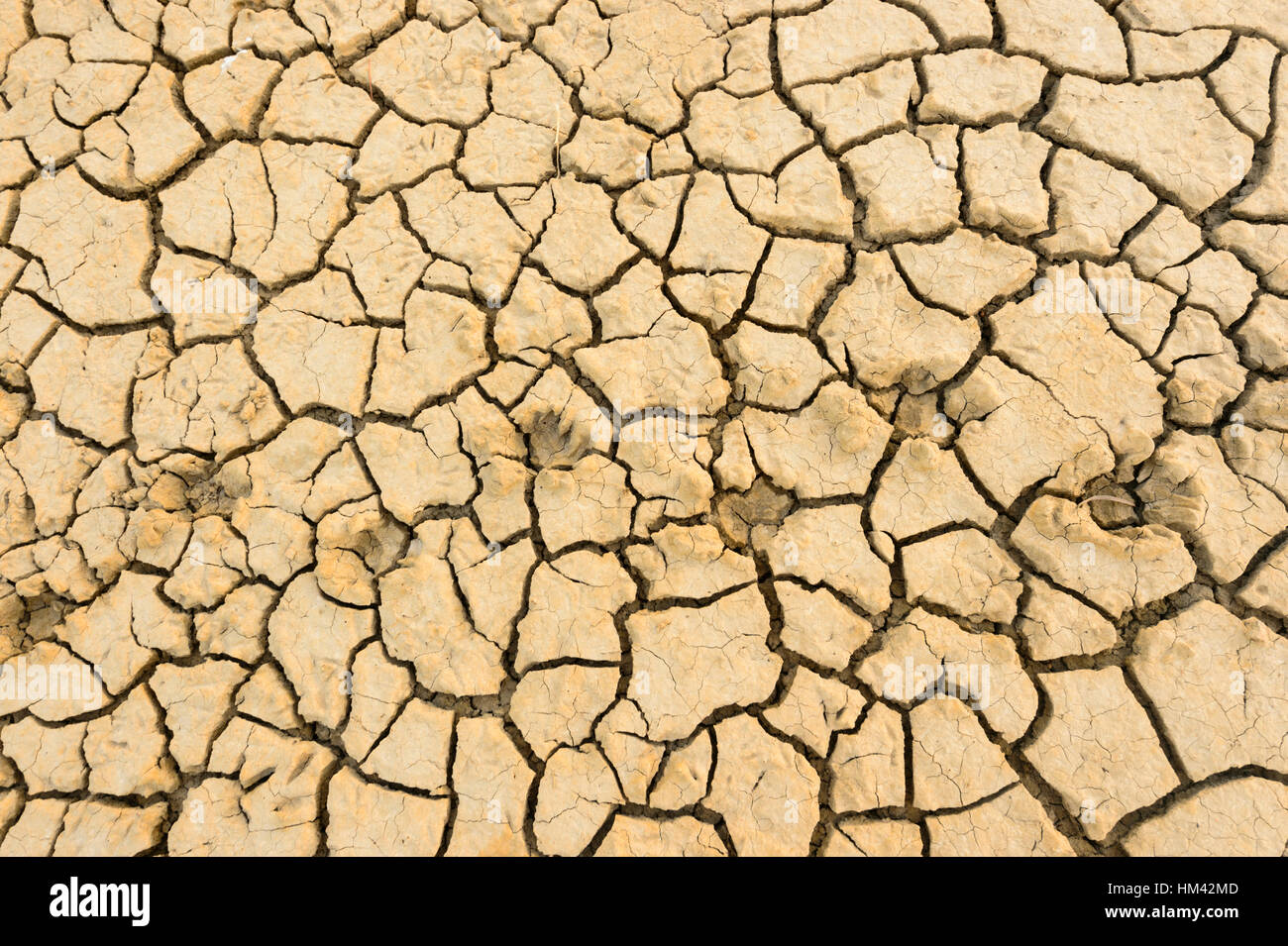 Animal footprints in dried mud, Thegoa Lagoon, Wentworth, New South ...