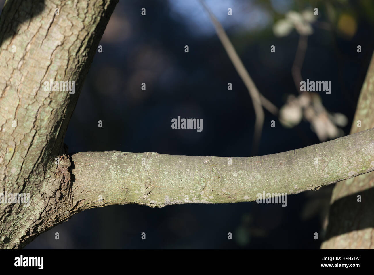 Horizontal branch of a tree with natural background Stock Photo - Alamy