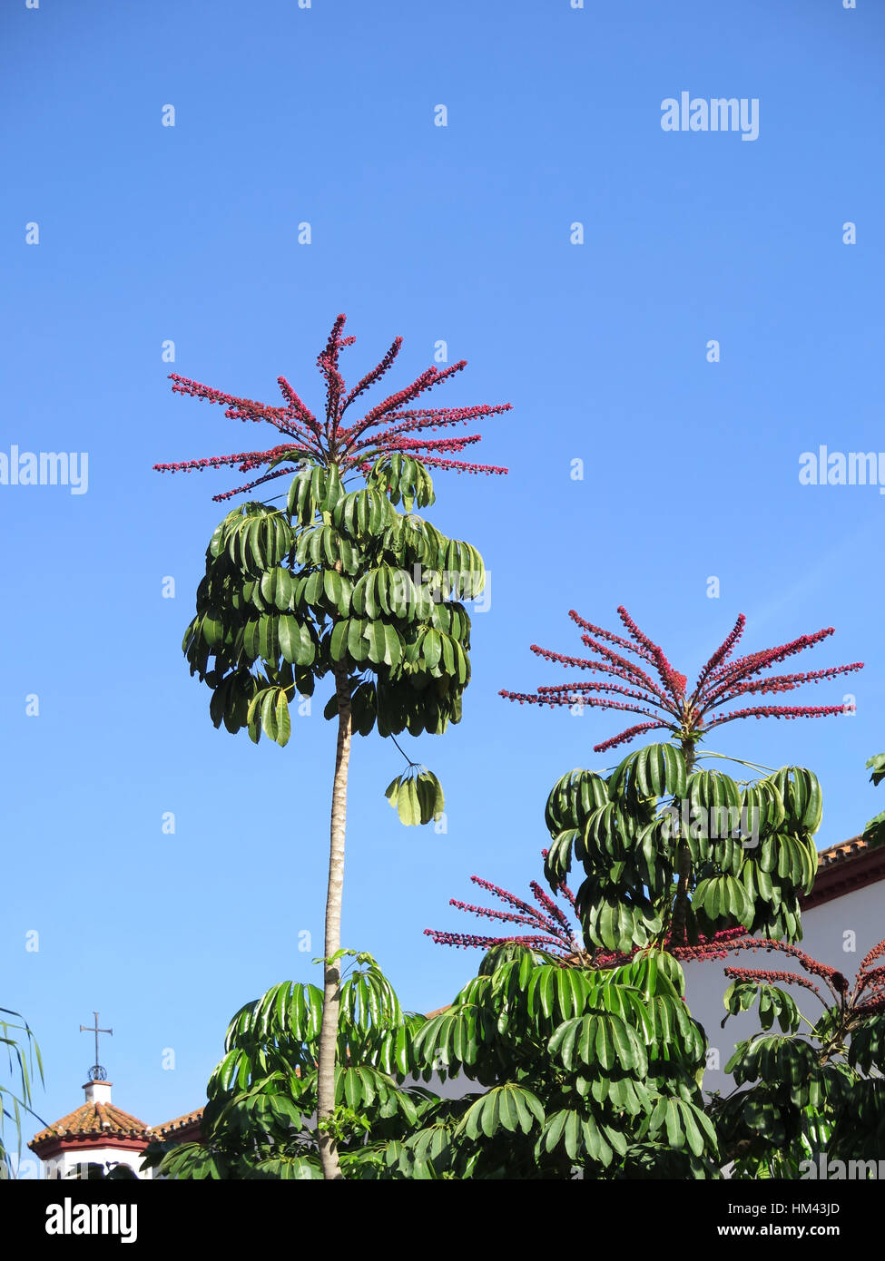 Tall Strange Spanish Tree in Fuengirola square, Spain Stock Photo - Alamy