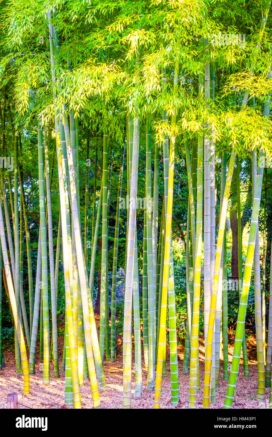 Bamboo Forest in Japan Stock Photo - Alamy