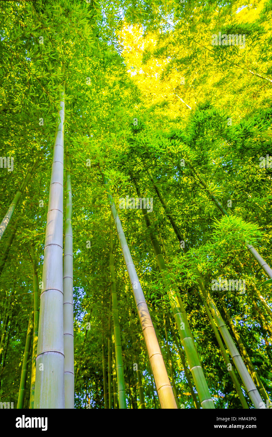 Bamboo Forest in Japan Stock Photo - Alamy