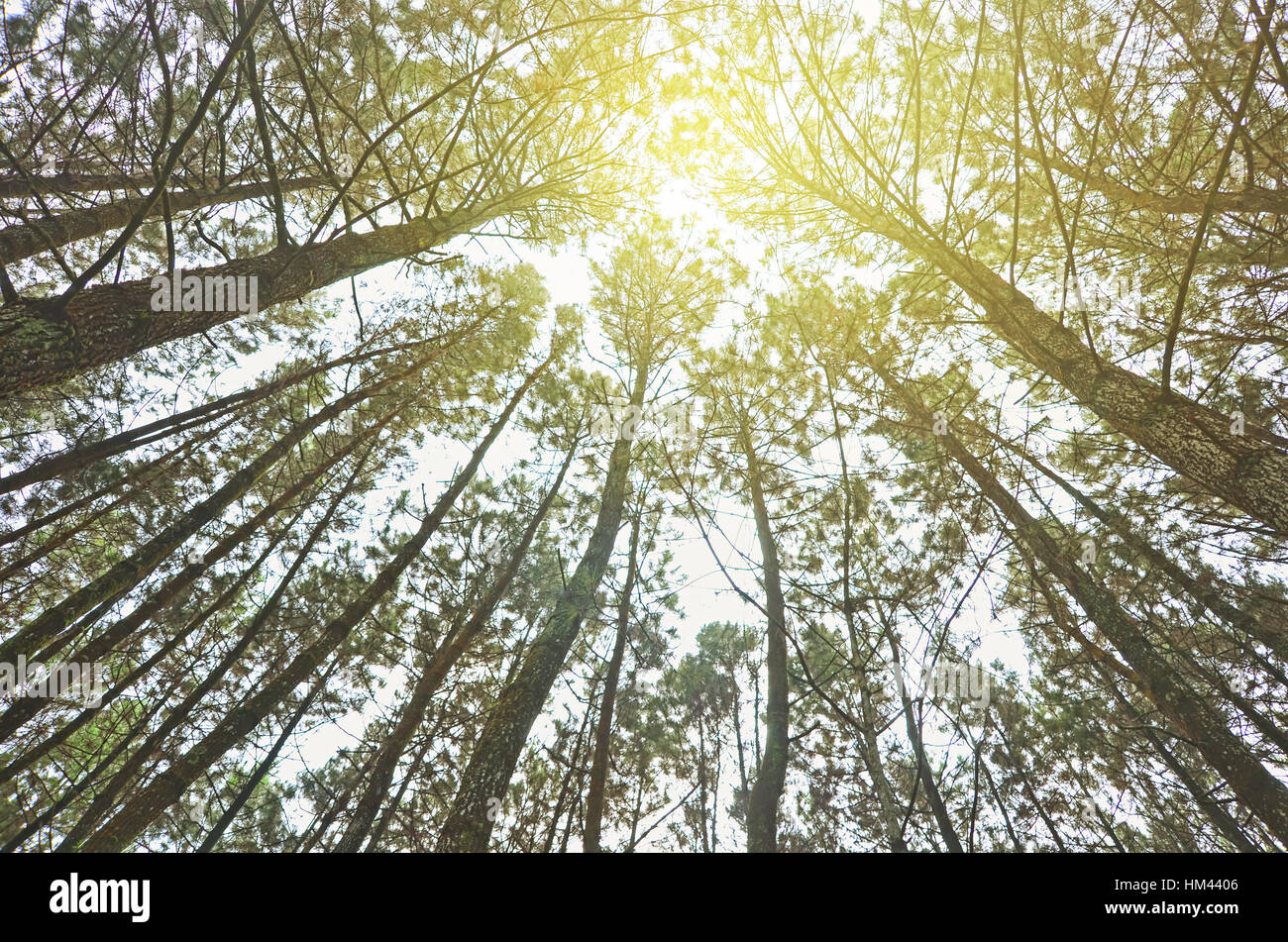 Low angle of pine forest Stock Photo - Alamy