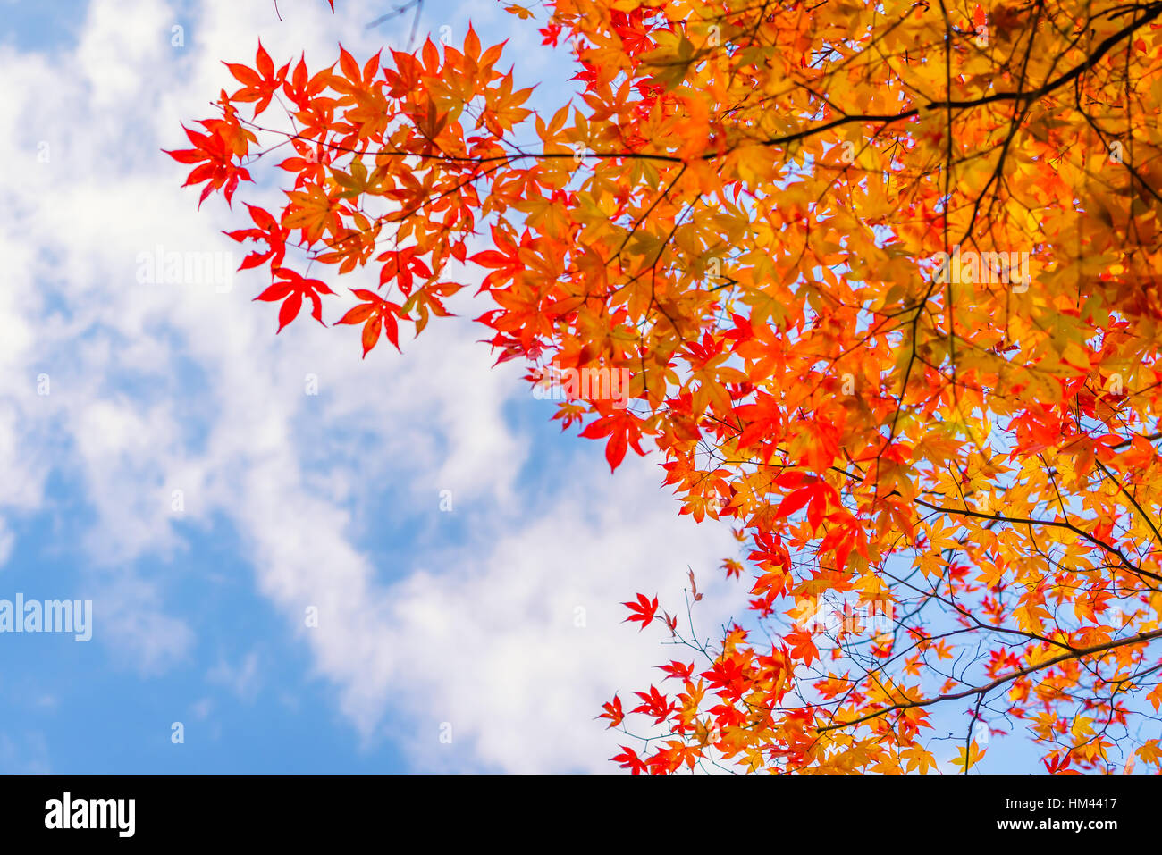 Beautiful Colorful Autumn Leaves Stock Photo - Alamy