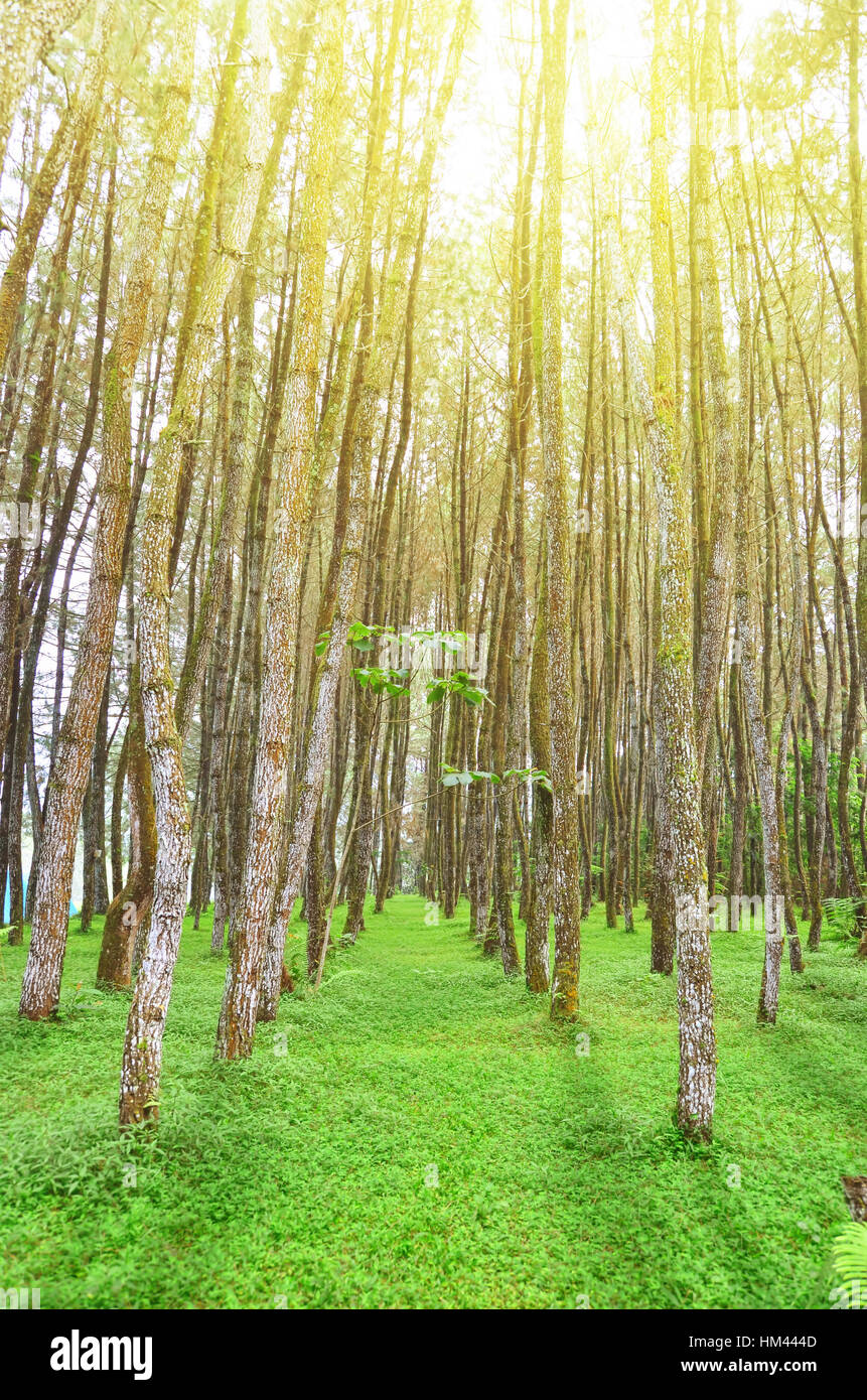 Forest row hi-res stock photography and images - Alamy