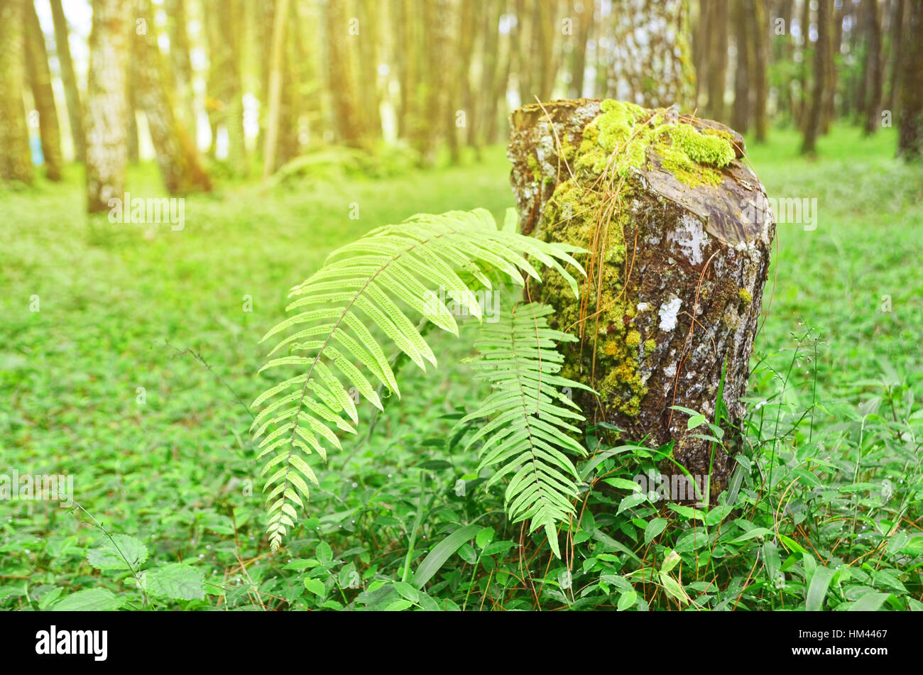 Fern leaves on a tree trunk Stock Photo - Alamy