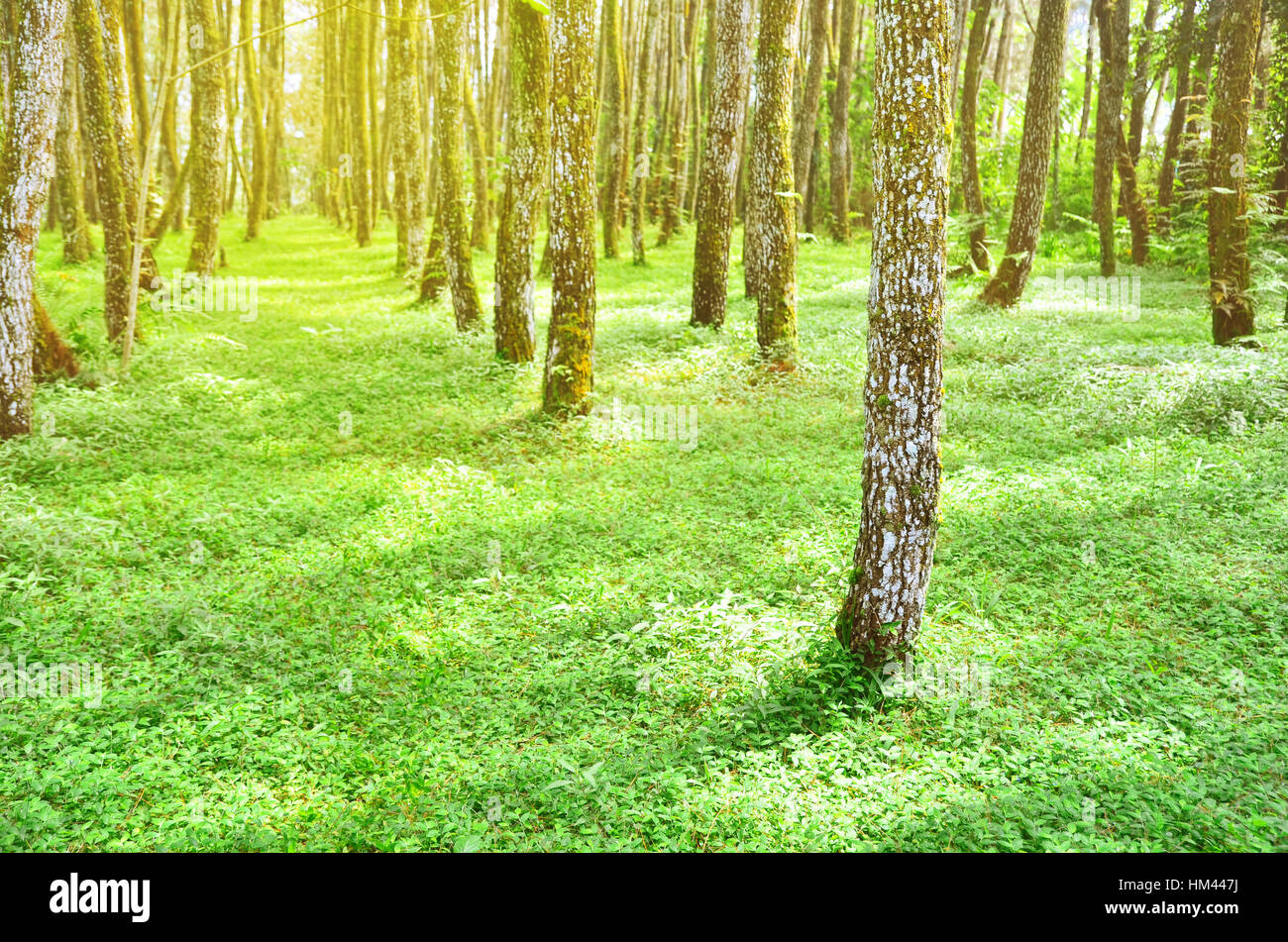 Forest row High Resolution Stock Photography and Images - Alamy