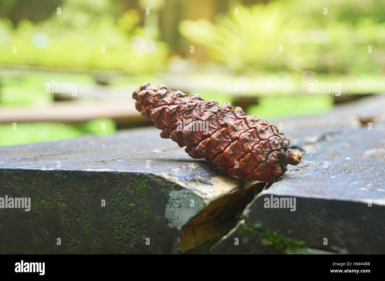 A pine cone on the wooden bench Stock Photo - Alamy