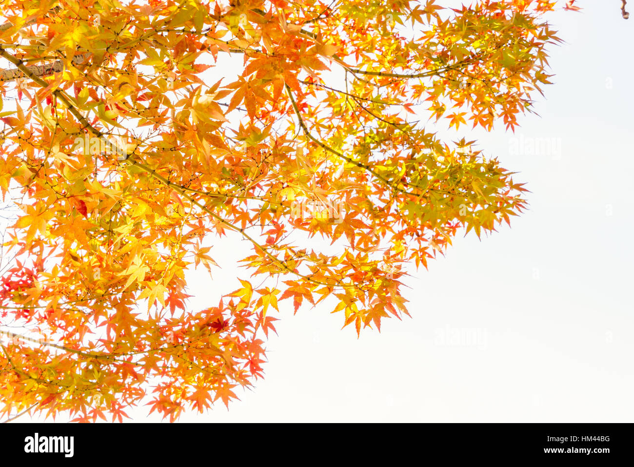 Beautiful Colorful Autumn Leaves Stock Photo - Alamy